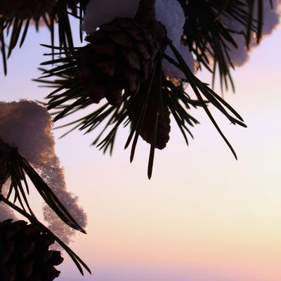 Green Palm Tree During Sunset Full HD - KDE Store