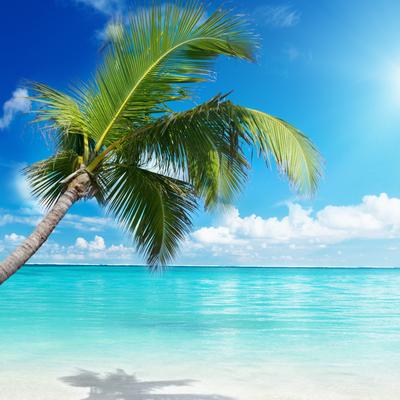 Green Palm Tree on Beach During Daytime Full HD - KDE Store