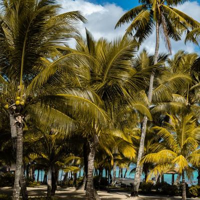 Palm Trees on The Beach During Daytime Full HD - KDE Store