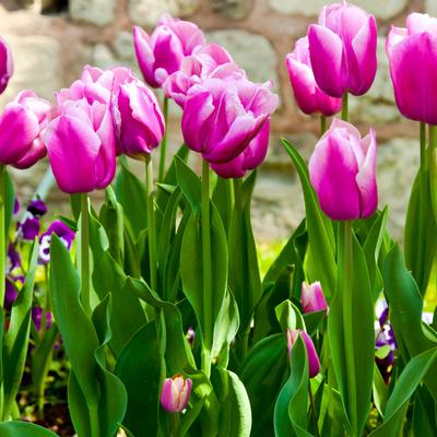 Tulip Flowers Leaves - KDE Store