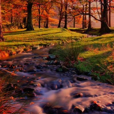 Forest Sunset Scenery - KDE Store