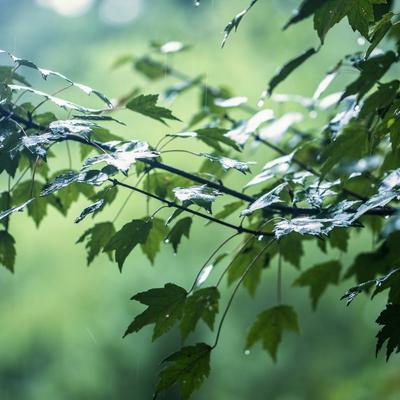 Terrestrial Plant Full HD - KDE Store