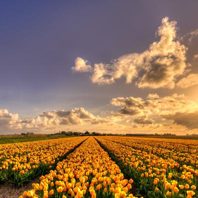 Yellow Flower Field Under Cloudy Sky During Daytime Full HD - KDE Store