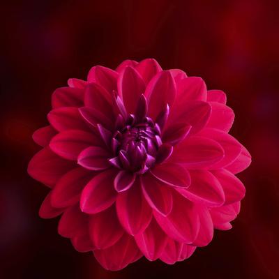 Pink Flower in Tilt Shift Lens Full HD - KDE Store