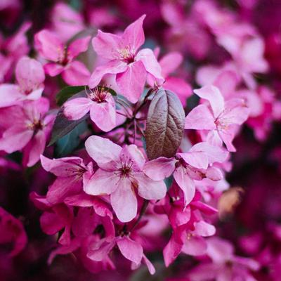 Pink and White Flowers in Tilt Shift Lens Full HD - KDE Store