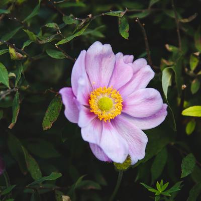 Purple Flower With Green Leaves Full HD - KDE Store