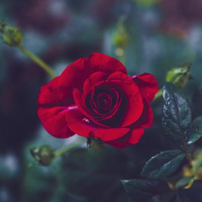 Red Rose in Bloom During Daytime Full HD - KDE Store