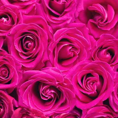 Purple Rose in Close up Photography Full HD - KDE Store