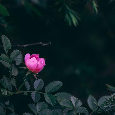 Pink Rose in Bloom During Daytime Full HD - KDE Store