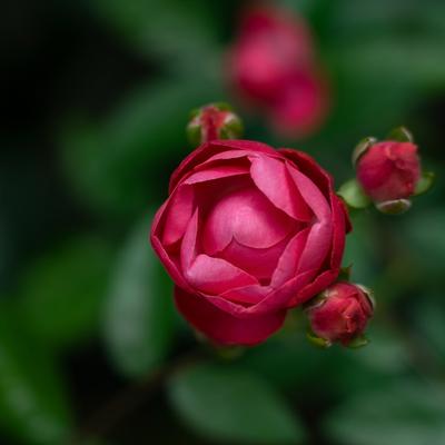 Pink Rose in Bloom During Daytime Full HD - KDE Store