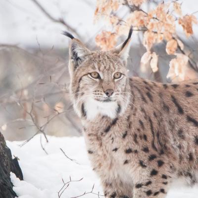 Brown and Black Leopard on Snow Covered Ground During Daytim - KDE Store