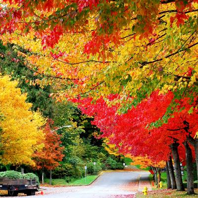 Red and Yellow Leaves on The Road Full HD - KDE Store