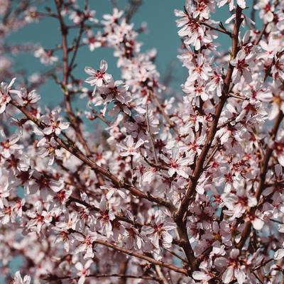 White and Pink Cherry Blossom Tree Full HD - KDE Store