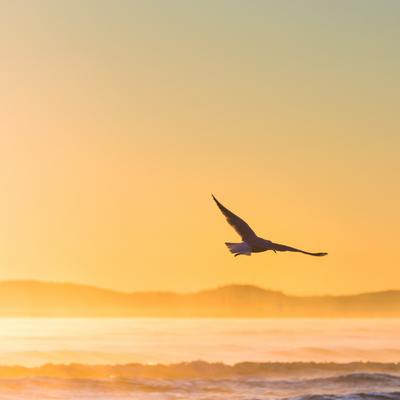 Bird Flying Over The Sea During Sunset Full HD - KDE Store