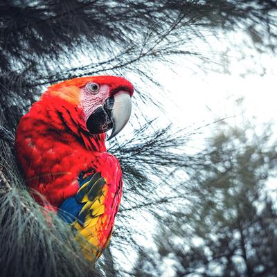Red Yellow and Blue Parrot on Black Nest Full HD - KDE Store