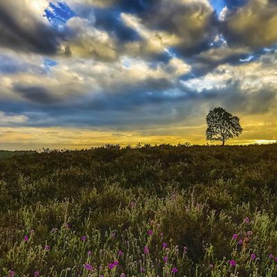 Purple Flower Field Under Blue Sky During Daytime Full HD - KDE Store