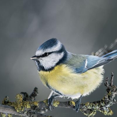 Blue and White Bird on Yellow Flower Full HD - KDE Store