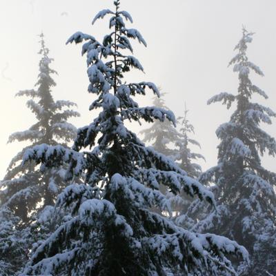 Snow Covered Pine Trees During Daytime Full HD - KDE Store
