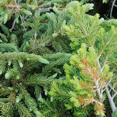 Green Pine Tree During Daytime Full HD - KDE Store