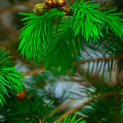 Green Pine Tree With Pine Cone Full HD - KDE Store