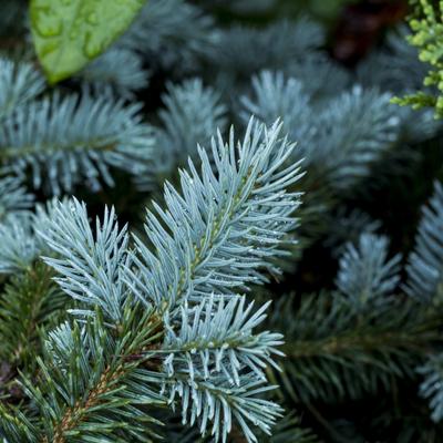 Green Leaf Plant During Daytime Full HD - KDE Store