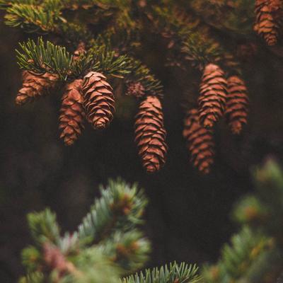 Green Pine Cone on Green Pine Tree Full HD - KDE Store