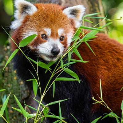 Red Panda Jungle Grass Leaves Cute Animals 5K - KDE Store
