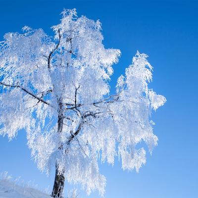 White Tree Winter Blue Sky 2019 Nature Scenery.. - KDE Store