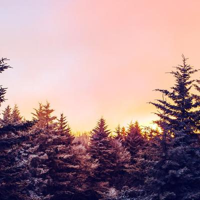 Jungle Winter Snow Spruce Tree Sunset - KDE Store