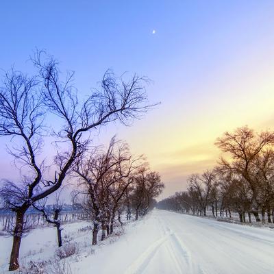 Winter Snow Road Dry Tree Sunset Scenery - KDE Store