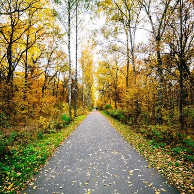 Autumn Jungle Yellow Tree Leaf Path Landscape - KDE Store