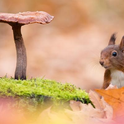 Eurasian Red Squirrel Toadstool Bing 4K - KDE Store