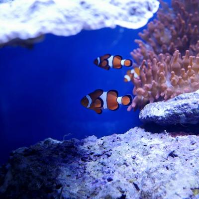 Orange and White - KDE Store