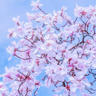 Pink Cherry Blossom Under Blue Sky During Daytime Full HD - KDE Store