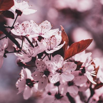White and Pink Cherry Blossom in Close up Photography Full - KDE Store