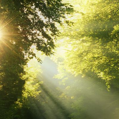 Sun Rays Coming Through Green Trees Full HD - KDE Store