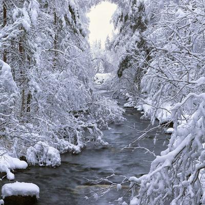 Grayscale Photo of River Between Trees Full HD - KDE Store