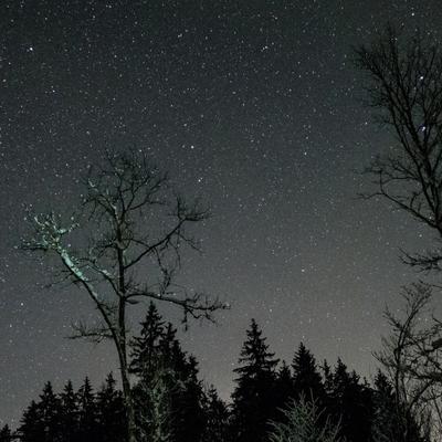 Silhouette of Trees Under Starry Night Full HD - KDE Store