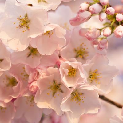White and Pink Cherry Blossom in Close up Photography Full H - KDE Store