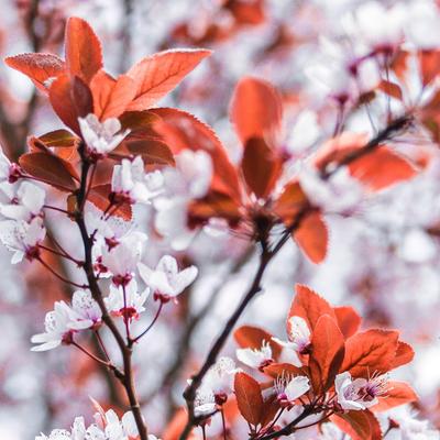 Orange Leaves on Tree Branch Full HD - KDE Store