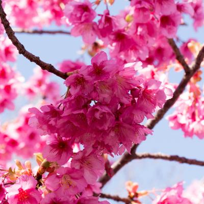 Cherry Blossom Full HD - KDE Store
