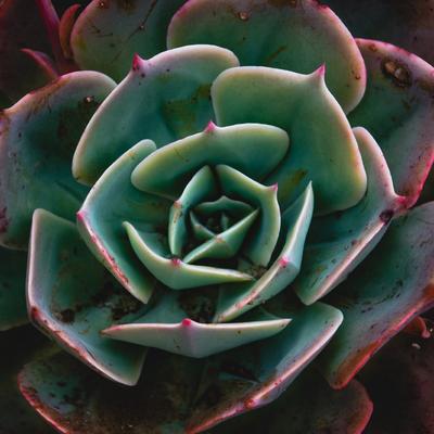 Green and Red Succulent Plant Full HD - KDE Store