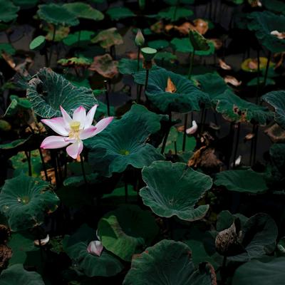 White Flower With Green Leaves Full HD - KDE Store