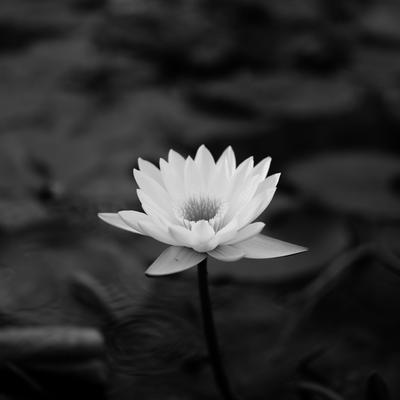 Grayscale Photo of White Flower Full HD - KDE Store