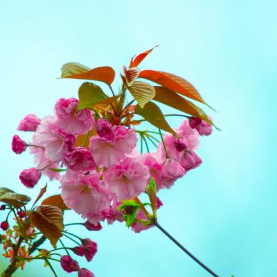 Pink Flower With Green Leaves Full HD - KDE Store
