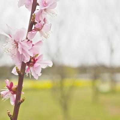 White and Pink Cherry Blossom in Bloom During Daytime Full H - KDE Store