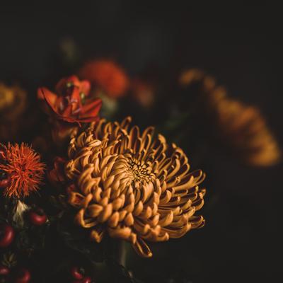 Brown and Red Flower in Close up Photography Full HD - KDE Store