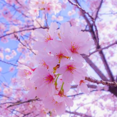 Pink Cherry Blossom Tree During Daytime Full HD - KDE Store