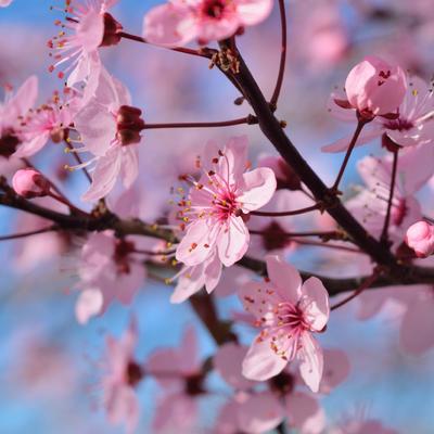 Pink Cherry Blossom in Bloom During Daytime Full HD - KDE Store