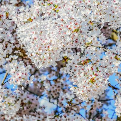 Cherry Blossom - KDE Store